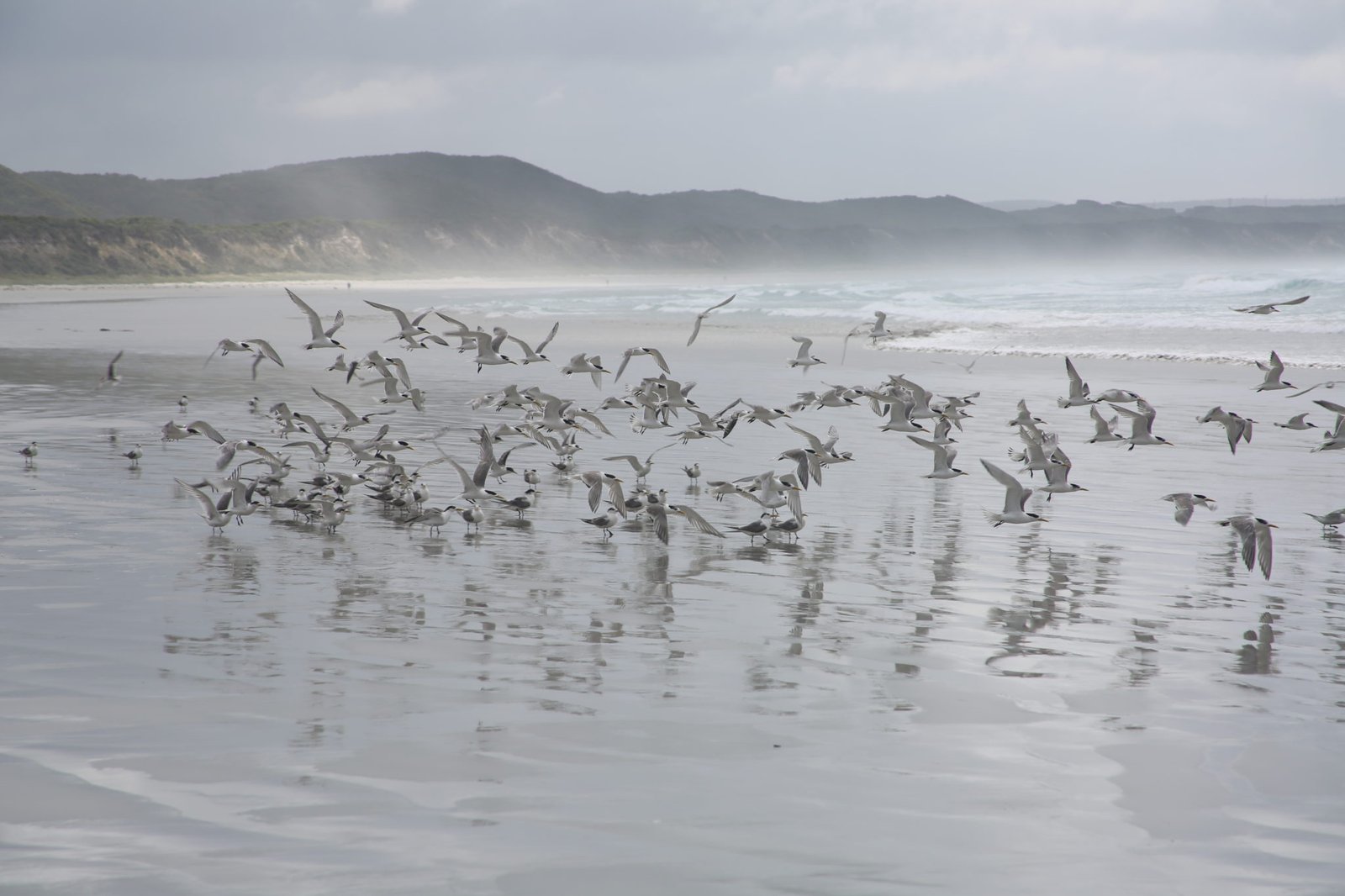 Overview – Great South West Walk – South West Victoria, Australia